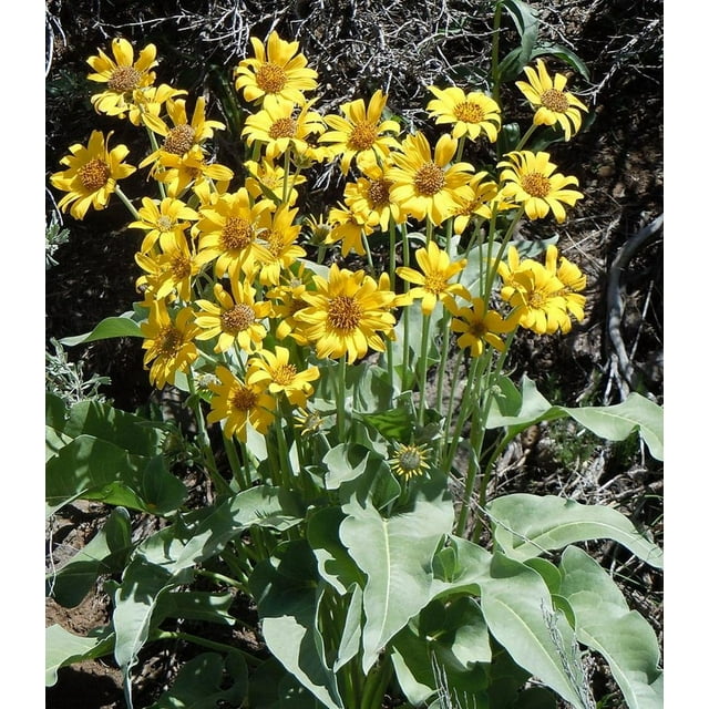 Earthcare Seeds - Arrowleaf Balsamroot 125 Native Flower Seeds ...