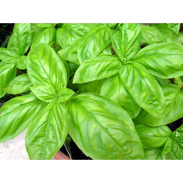 Earthcare Seeds - Basil Large Leaf Italian 600 Seeds (Ocimum Basilicum ...