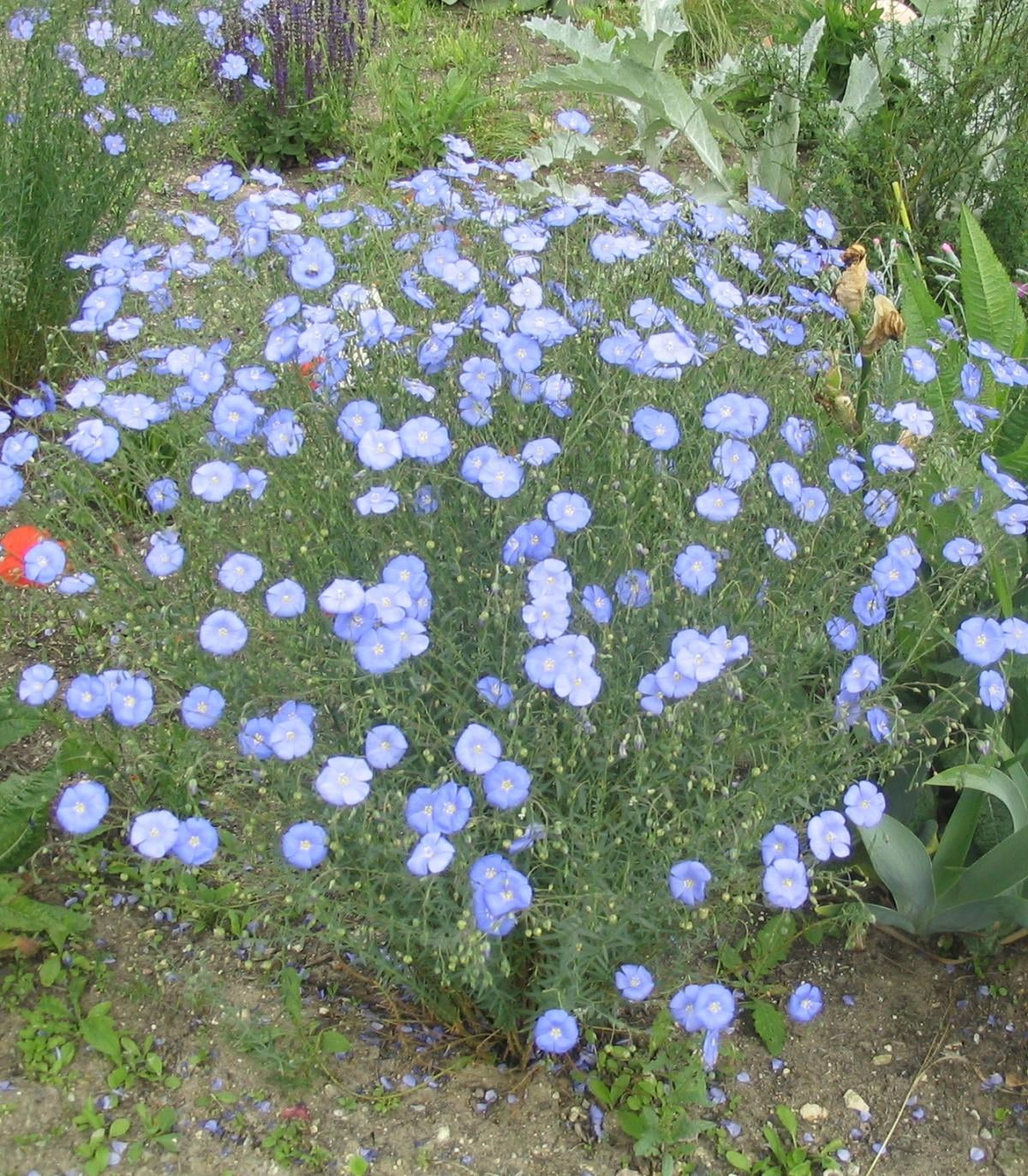 Earthcare Seeds - Blue Flax Lewisii 1500 Seeds (Linum Lewisii) Heirloom ...