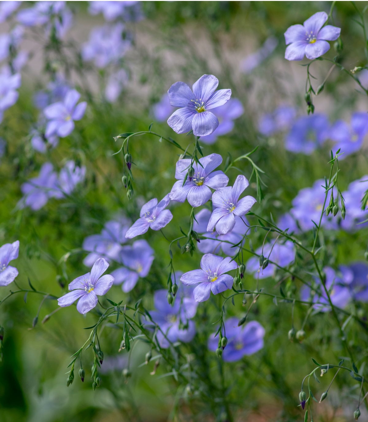 Earthcare Seeds - Blue Flax Perenne 1500 Seeds (Linum Perenne) Heirloom ...