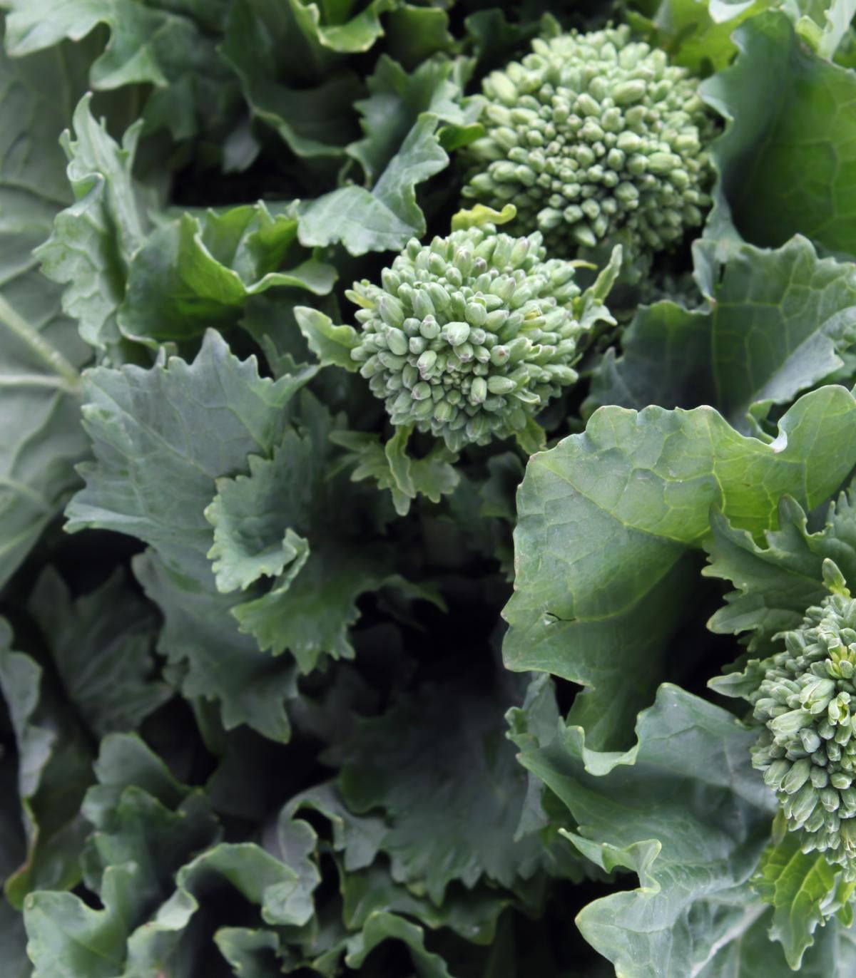 Earthcare Seeds - Broccoli Raab Rapini 250 Seeds (Brassica Rapa Rapini ...