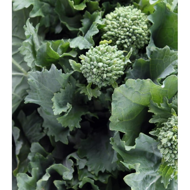 Earthcare Seeds - Broccoli Raab Rapini 250 Seeds (Brassica Rapa Rapini ...