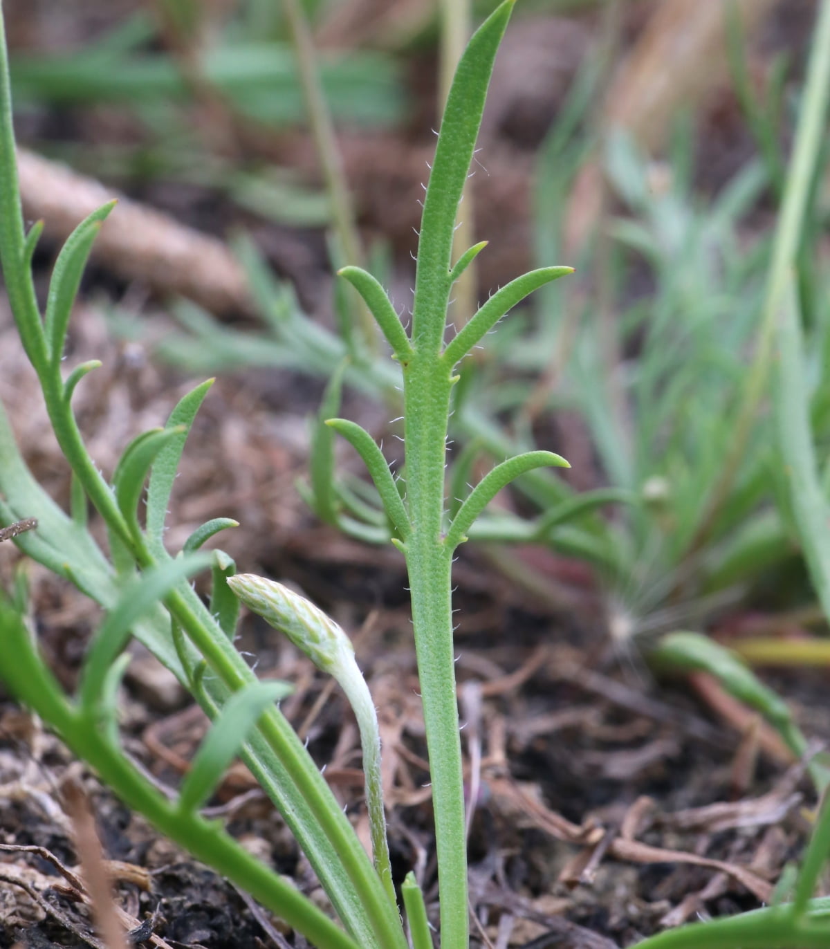 Earthcare Seeds - Buck's Horn Plantain Minutina 500 Seeds (Plantago ...