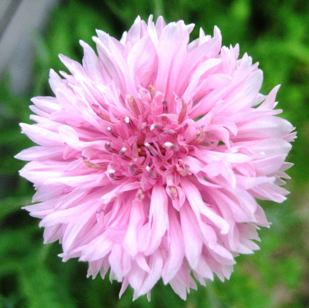 Earthcare Seeds - Cornflower Tall Pink 1000 Seeds (Centaurea Cyanus ...