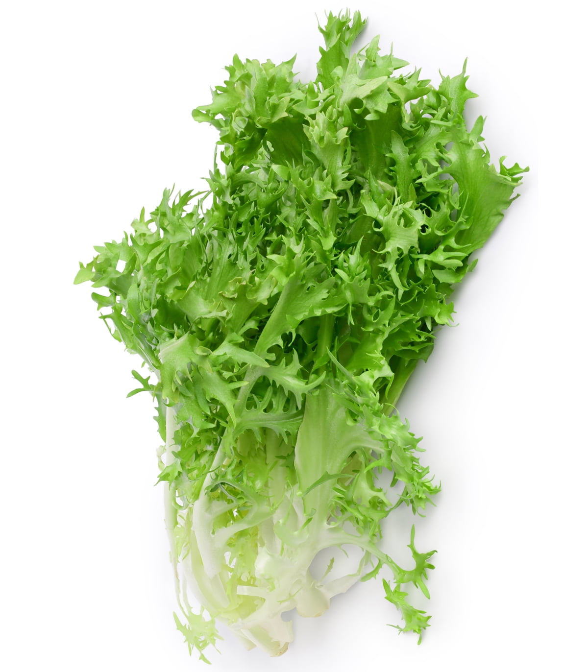 Earthcare Seeds - Endive Green Curled Ruffec 500 Seeds (Cichorium ...