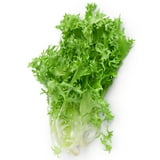 Earthcare Seeds - Endive Green Curled Ruffec 500 Seeds (Cichorium ...