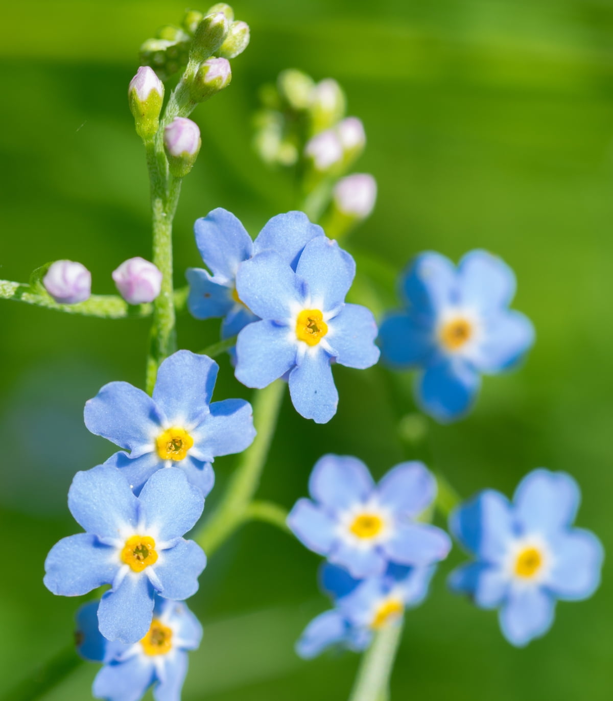 Earthcare Seeds Forget Me Not Seeds, 200 Myosotis Palustris Scorpioides ...