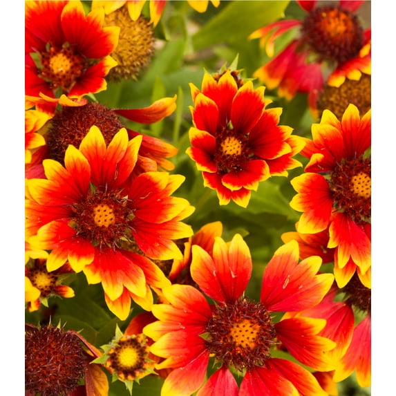 Earthcare Seeds - Gaillardia Aristata Blanket Flower 500 Seeds ...