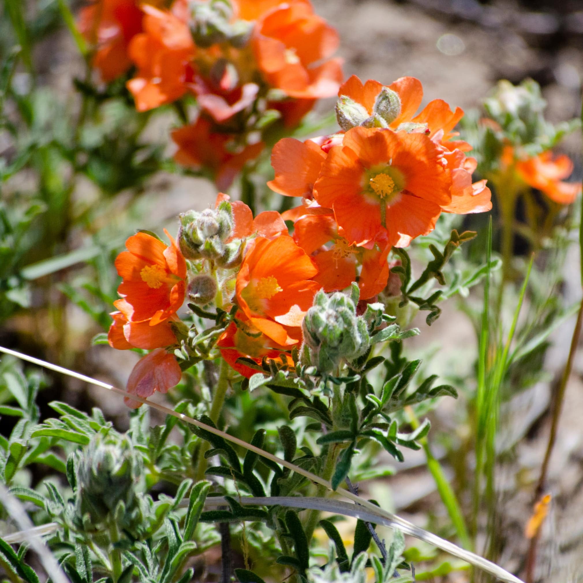 Earthcare Seeds - Globemallow Munro's 1000 Seeds (Sphaeralcea munroana ...