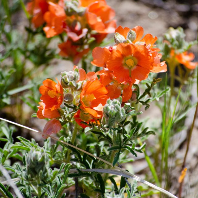 Earthcare Seeds - Globemallow Munro's 1000 Seeds (Sphaeralcea munroana ...