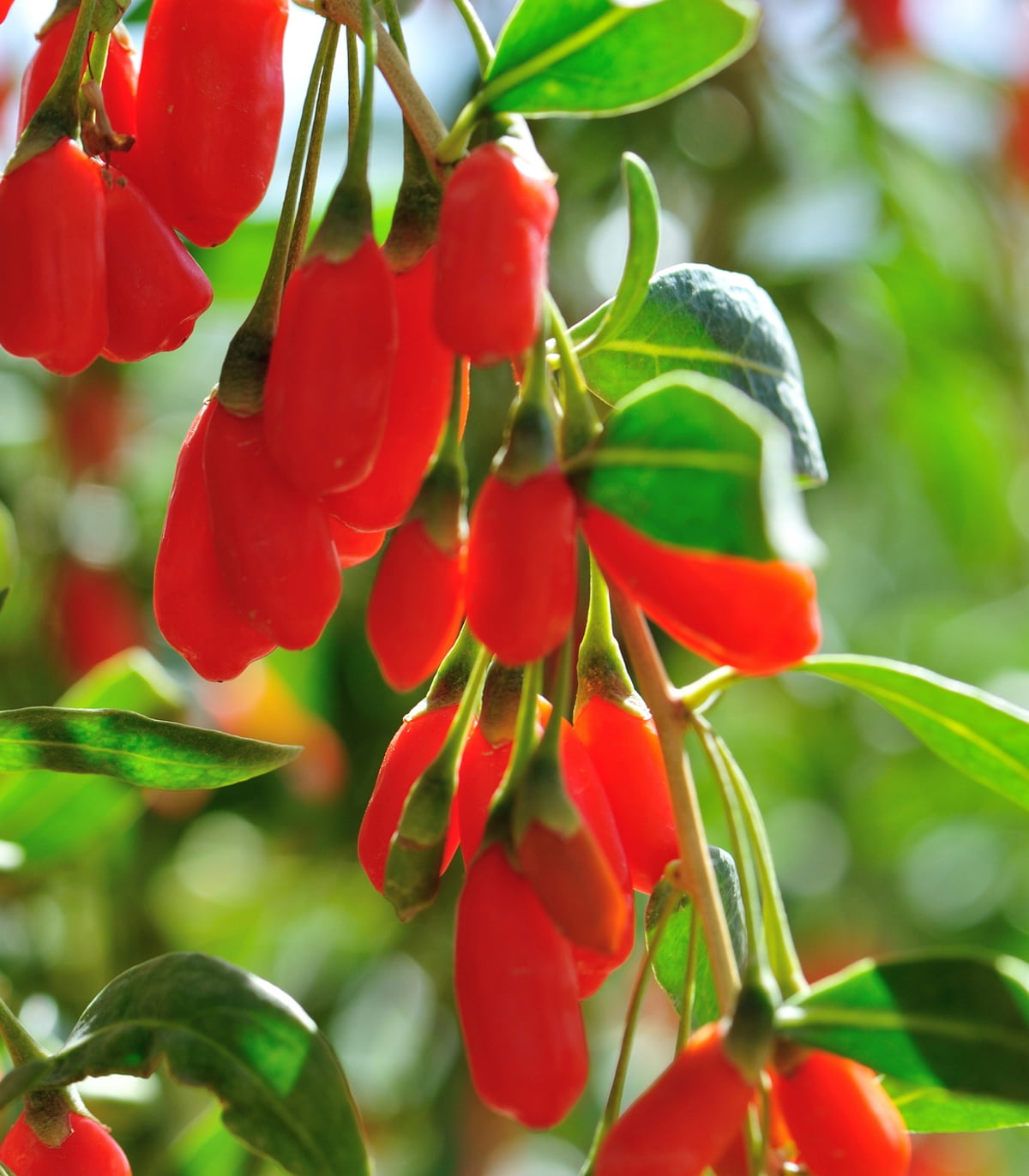Earthcare Seeds - Goji Berry Tibetan 50 Seeds (Lycium Chinense ...