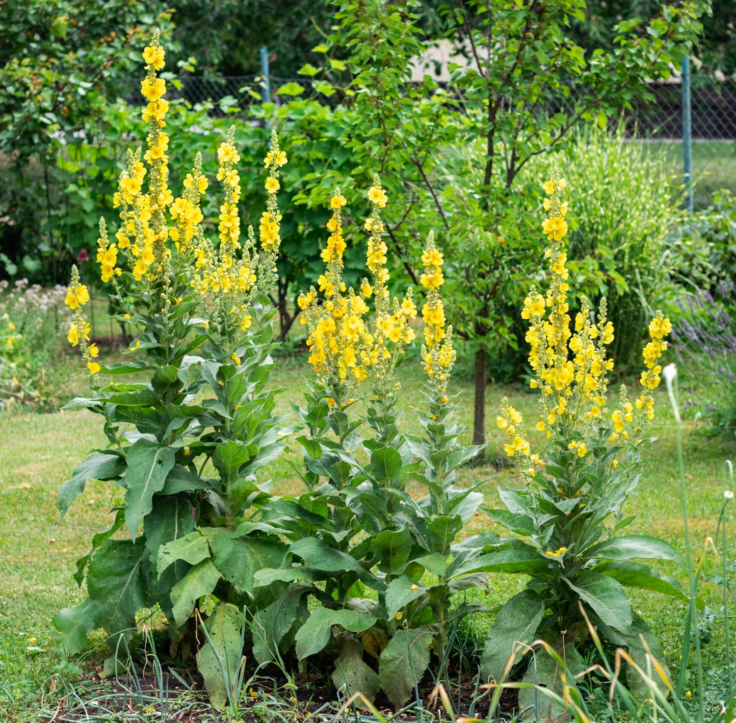 Earthcare Seeds, Great Mullein Seeds 150 Ct, Verbascum Thapsus ...