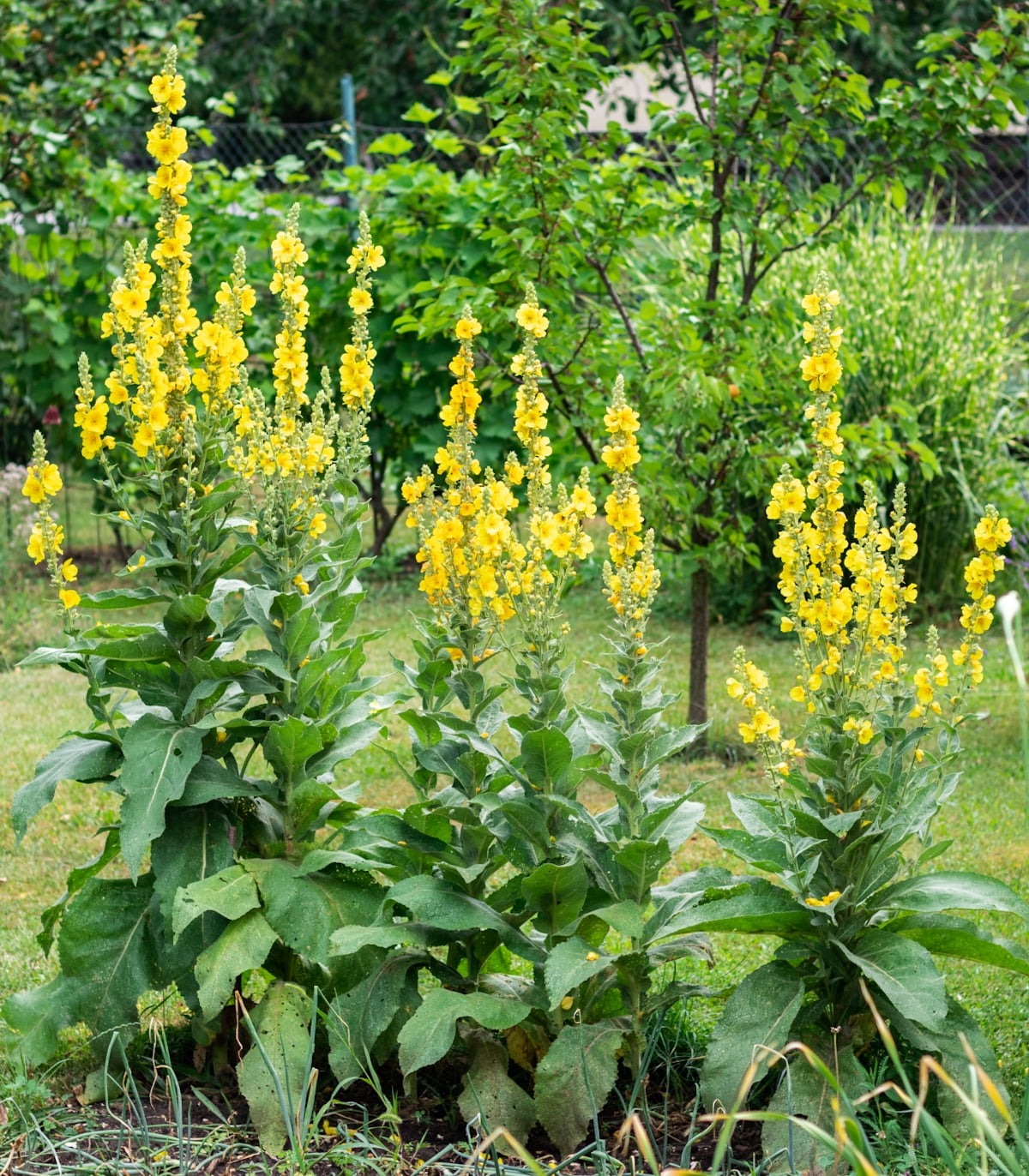 Earthcare Seeds, Great Mullein 1500 Seeds, Verbascum Thapsus, Heirloom ...