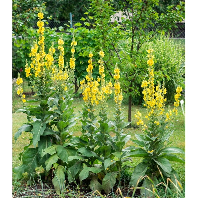 Earthcare Seeds - Great Mullein 1500 Seeds (Verbascum Thapsus) Heirloom ...