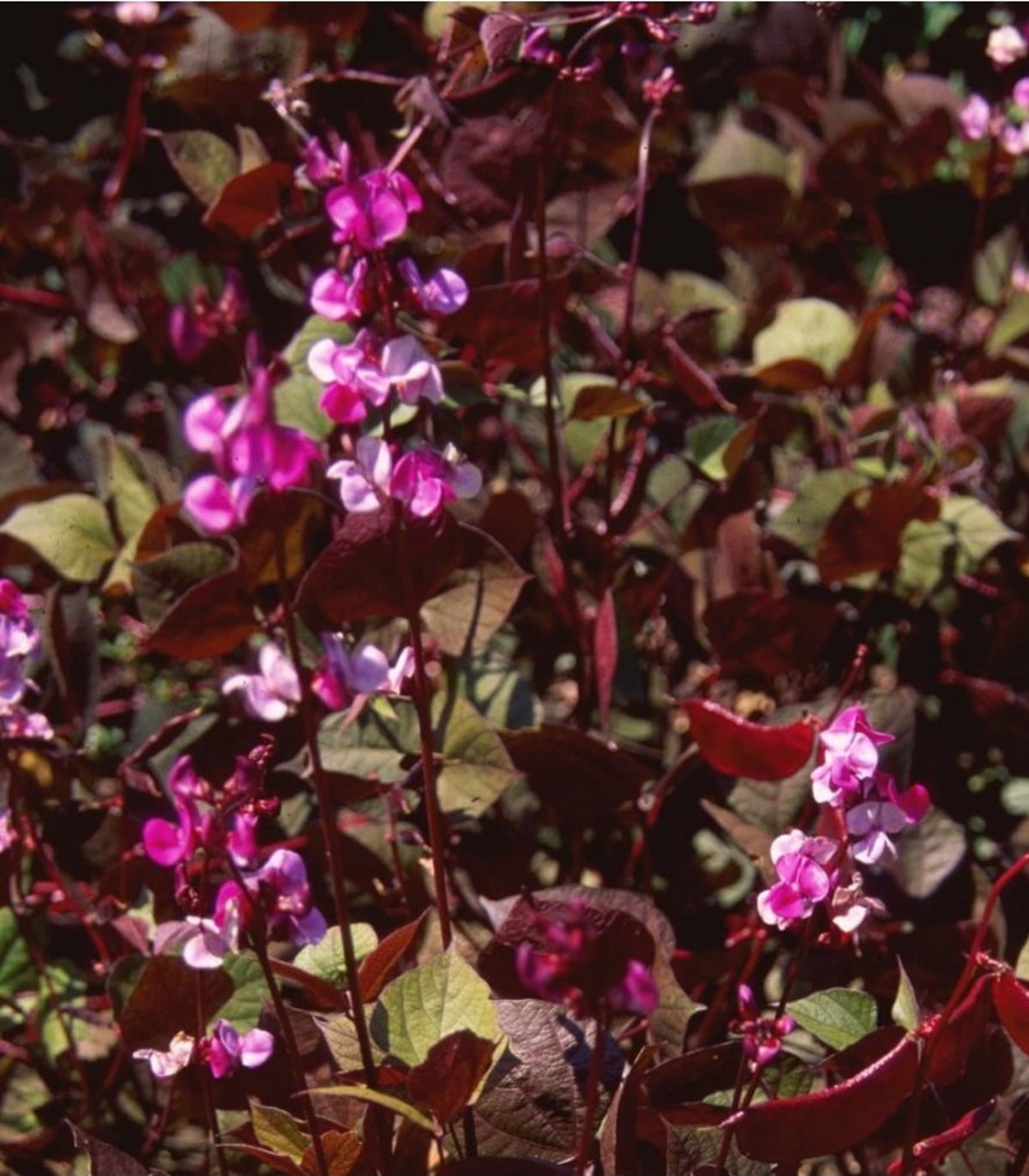 Earthcare Seeds - Hyacinth Bean Red Leaf 15 Seeds (Dolichos Lablab ...