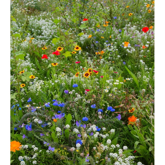 Earthcare Seeds - Low Growing Flower Mix 3000 Seeds - Heirloom- Open ...