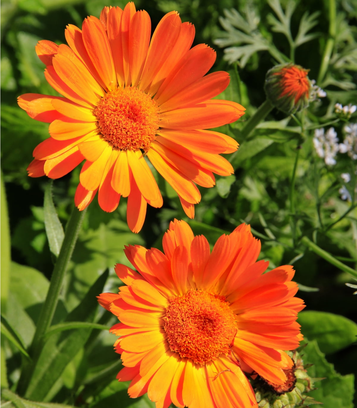 Earthcare Seeds - Marigold English Pot Marigold 500 Seeds (Calendula ...