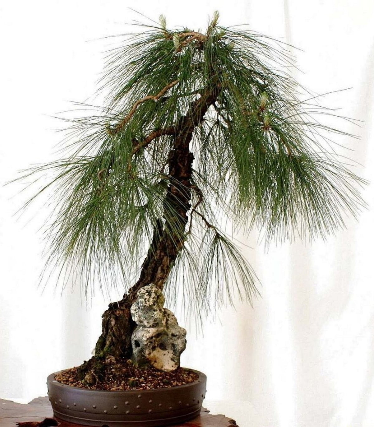 Earthcare Seeds - Mexican Weeping Pine Tree 60 Seeds (Pinus Patula ...