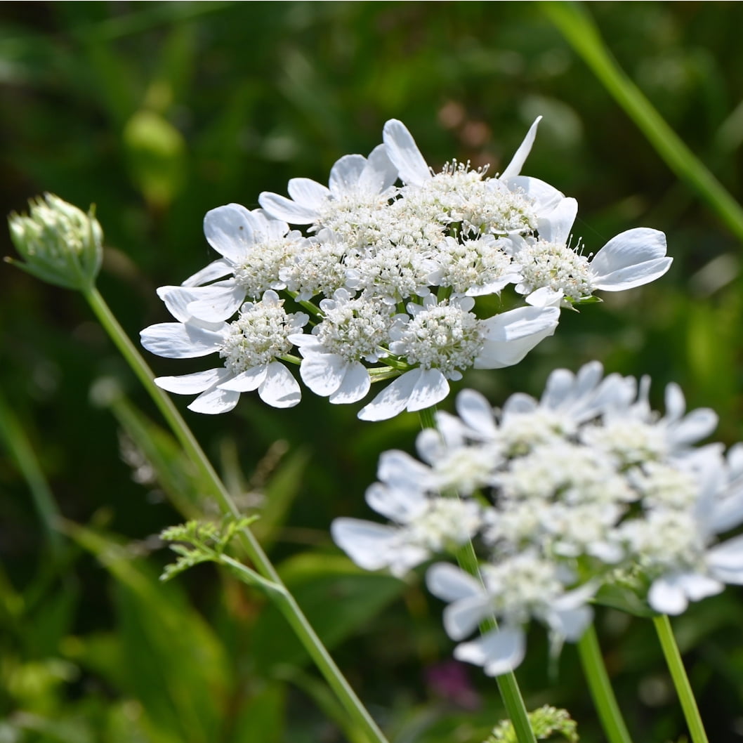 Earthcare Seeds - Orlaya White Lace Flower 45 Seeds (Orlaya grandiflora ...