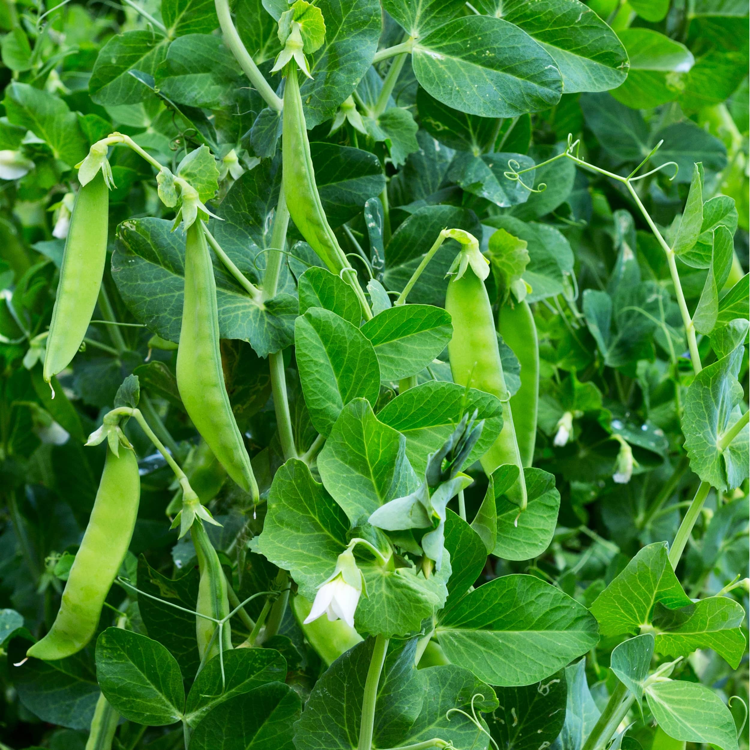 Earthcare Seeds - Pea Oregon Sugar Pod II Snow Pea 50 Seeds (Pisum ...