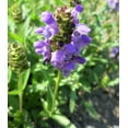 Earthcare Seeds - Prunella Vulgaris Var. Lanceolata 700 Seeds, Heirloom ...
