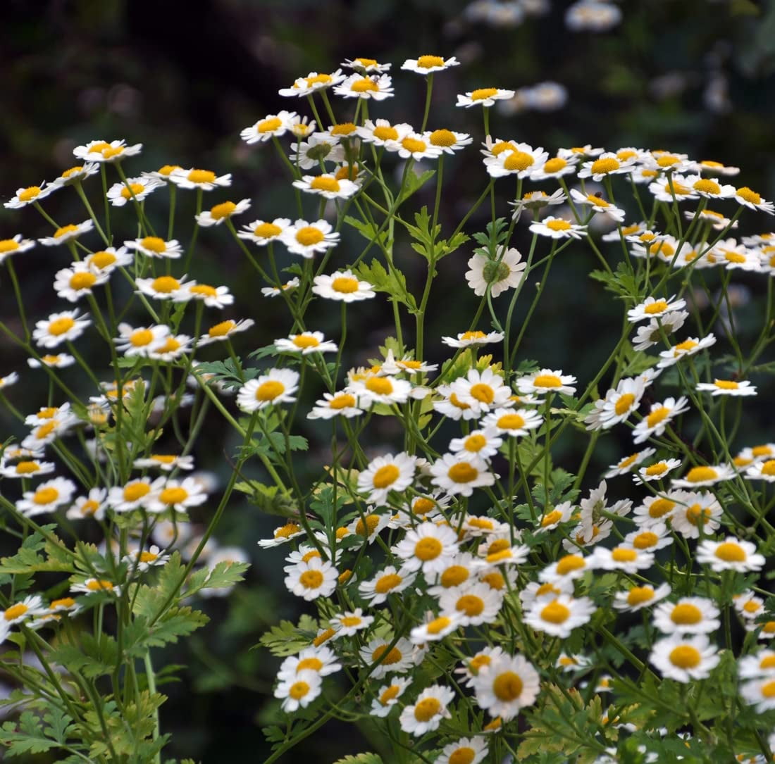 Earthcare Seeds Pyrethrum Daisy 50 Seeds (Chrysanthemum H2FSD ...