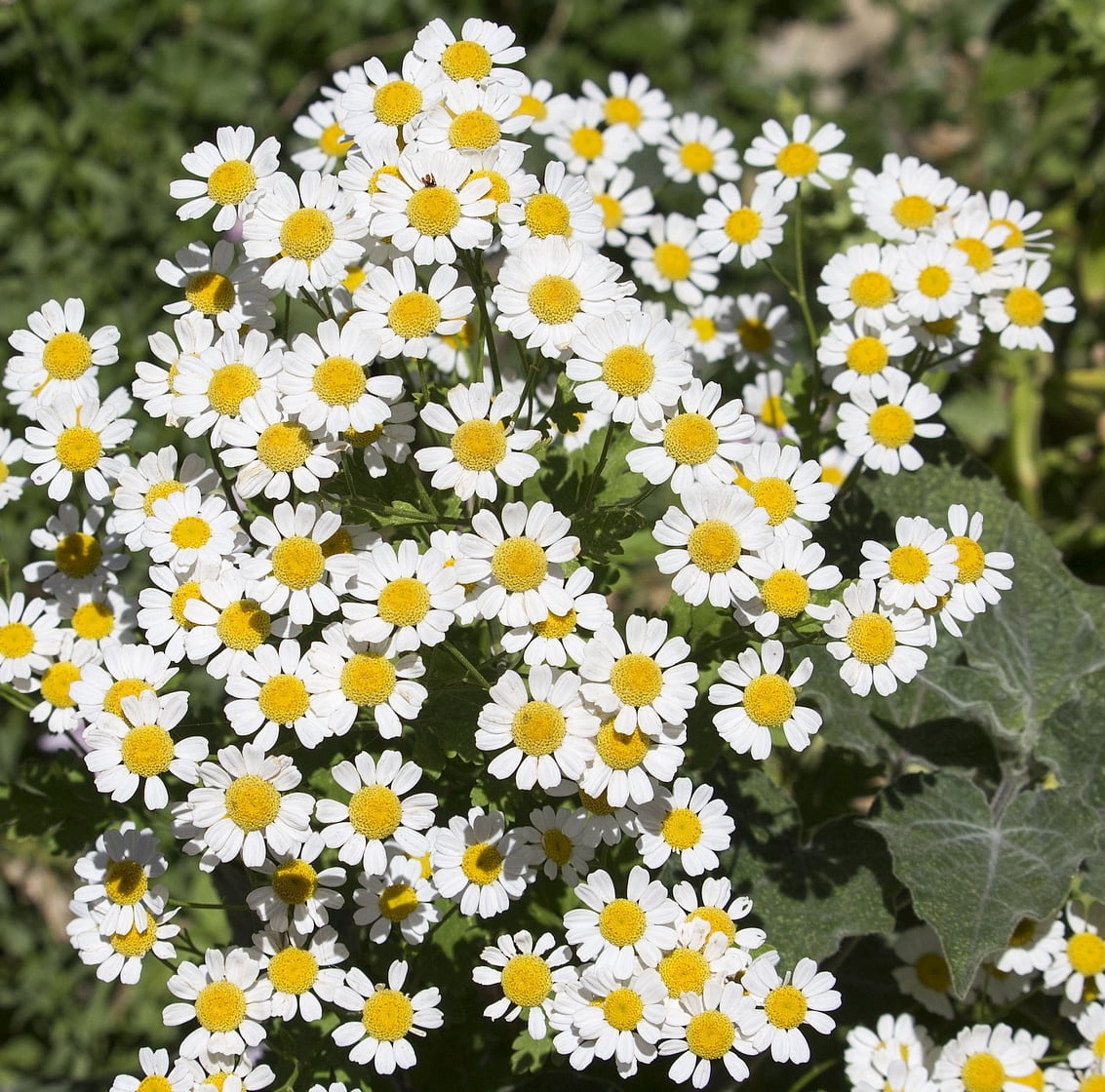 Earthcare Seeds - Tall Perennial Pyrethrum Daisy 50 Seeds, Heirloom ...