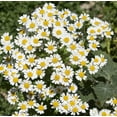 Earthcare Seeds Pyrethrum Daisy 50 Seeds Heirloom Open Pollinated ...
