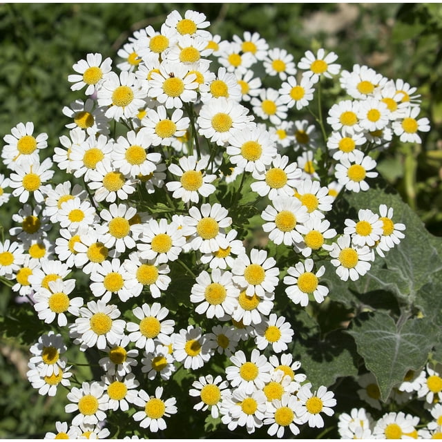 Earthcare Seeds - Tall Perennial Pyrethrum Daisy 50 Seeds, Heirloom ...