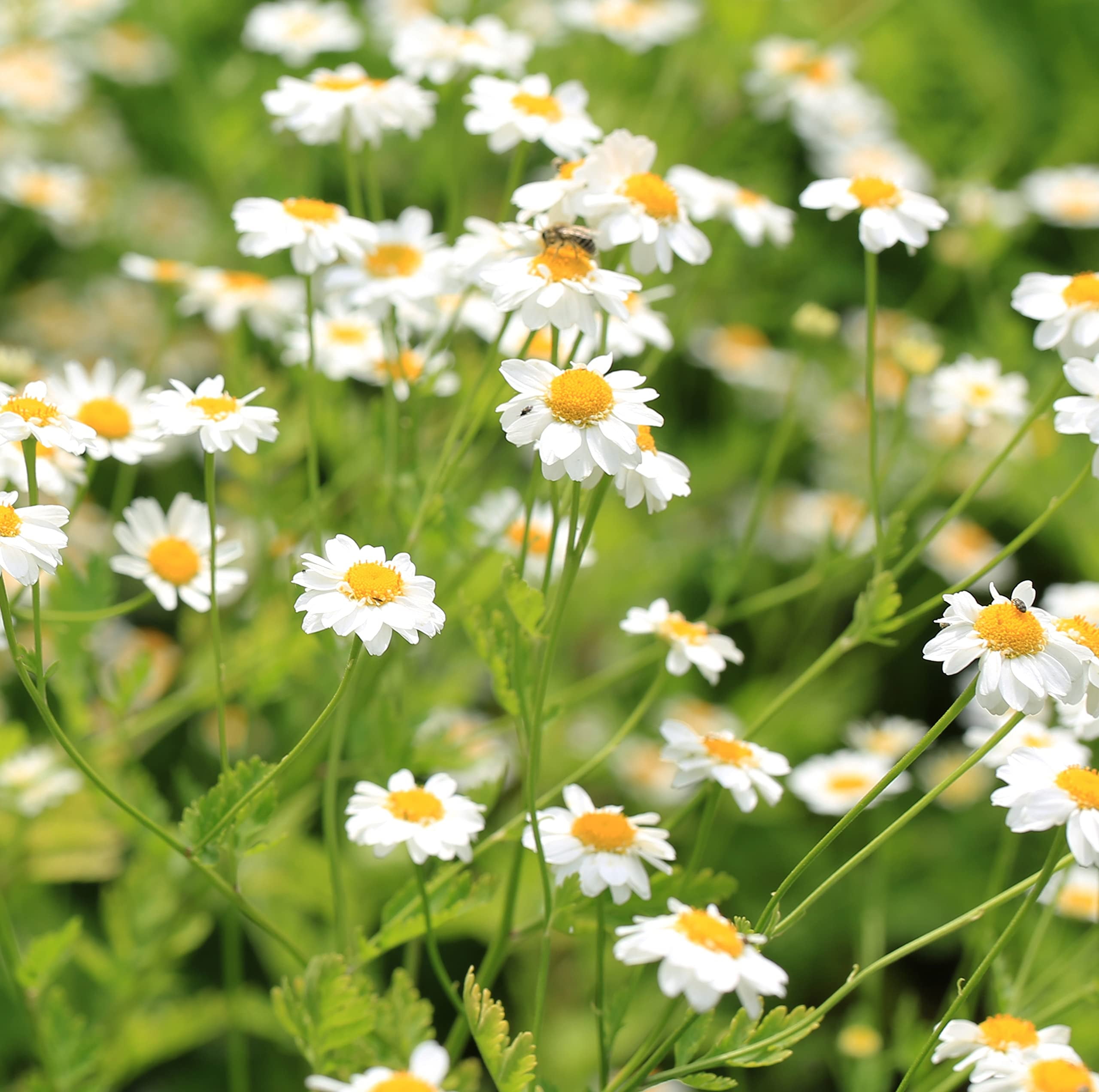 Earthcare Seeds Pyrethrum TWE5 Daisy 50 Seeds (Chrysanthemum ...
