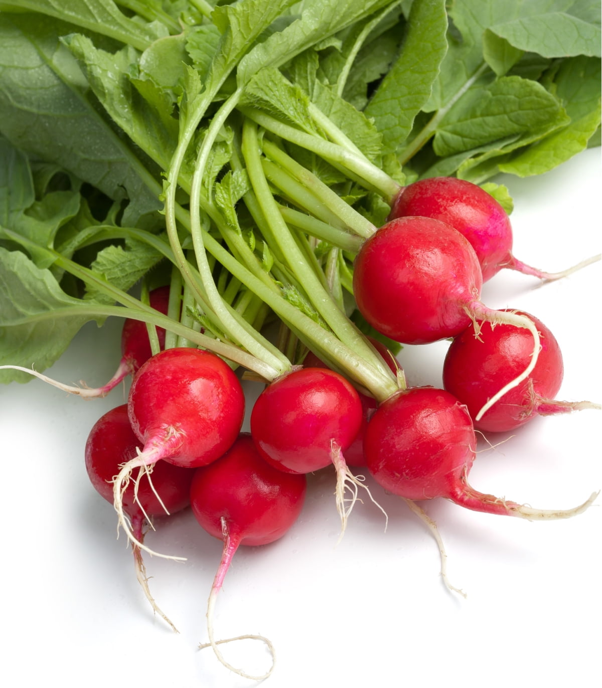 Earthcare Seeds - Radish Cherry Belle 500 Seeds (Raphanus Sativus ...