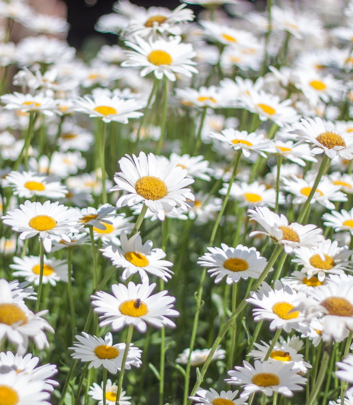 Earthcare Seeds - Shasta Daisy Alaska 700 Seeds (Chrysanthemum Maximum ...