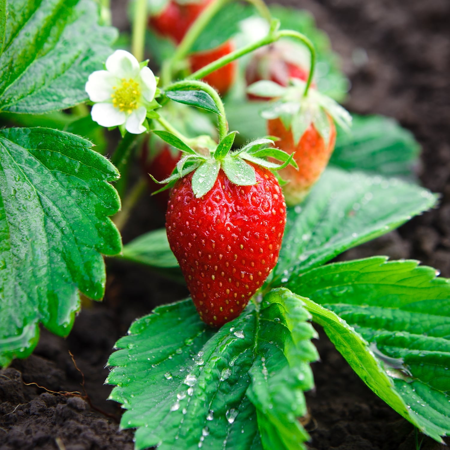Earthcare Seeds, Strawberry Alexandria Alpine, Heirloom, Open ...