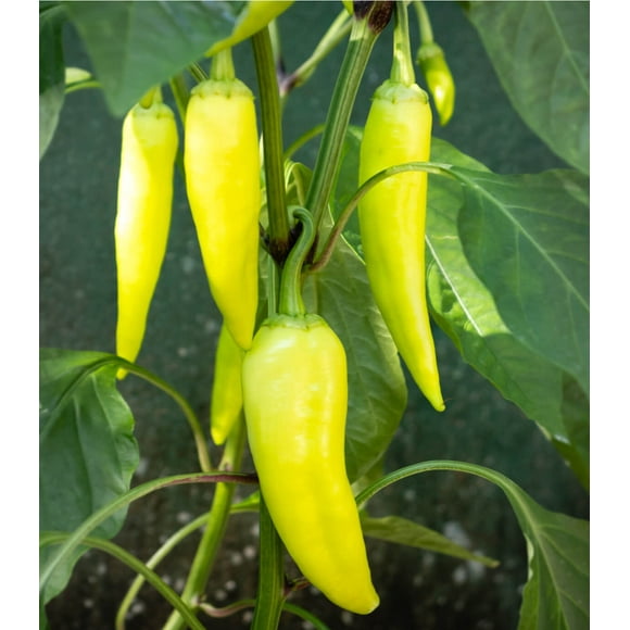 Pepper Plant Seeds in Seed Gardening - Walmart.com