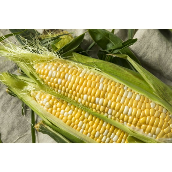 Earthcare Seeds - Sweet Corn Peaches and Cream 100 Seeds - Bi-Colored ...