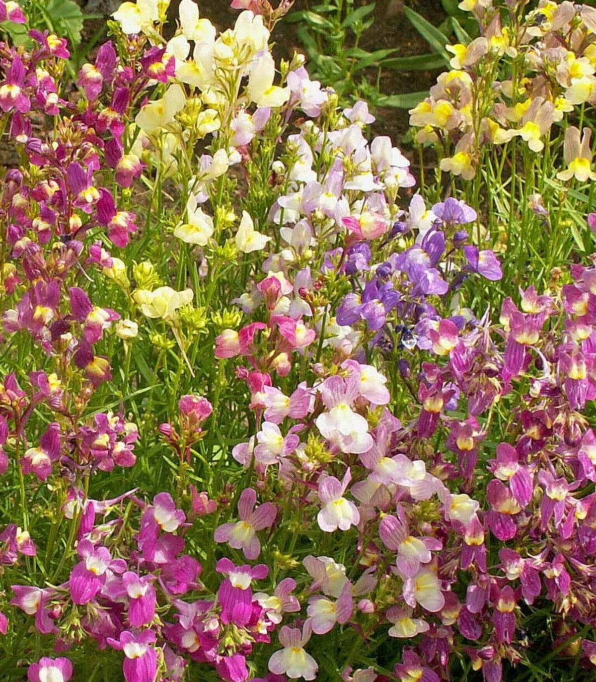 Earthcare Seeds - Toadflax Moroccan Northern Lights 7,500 Seeds ...