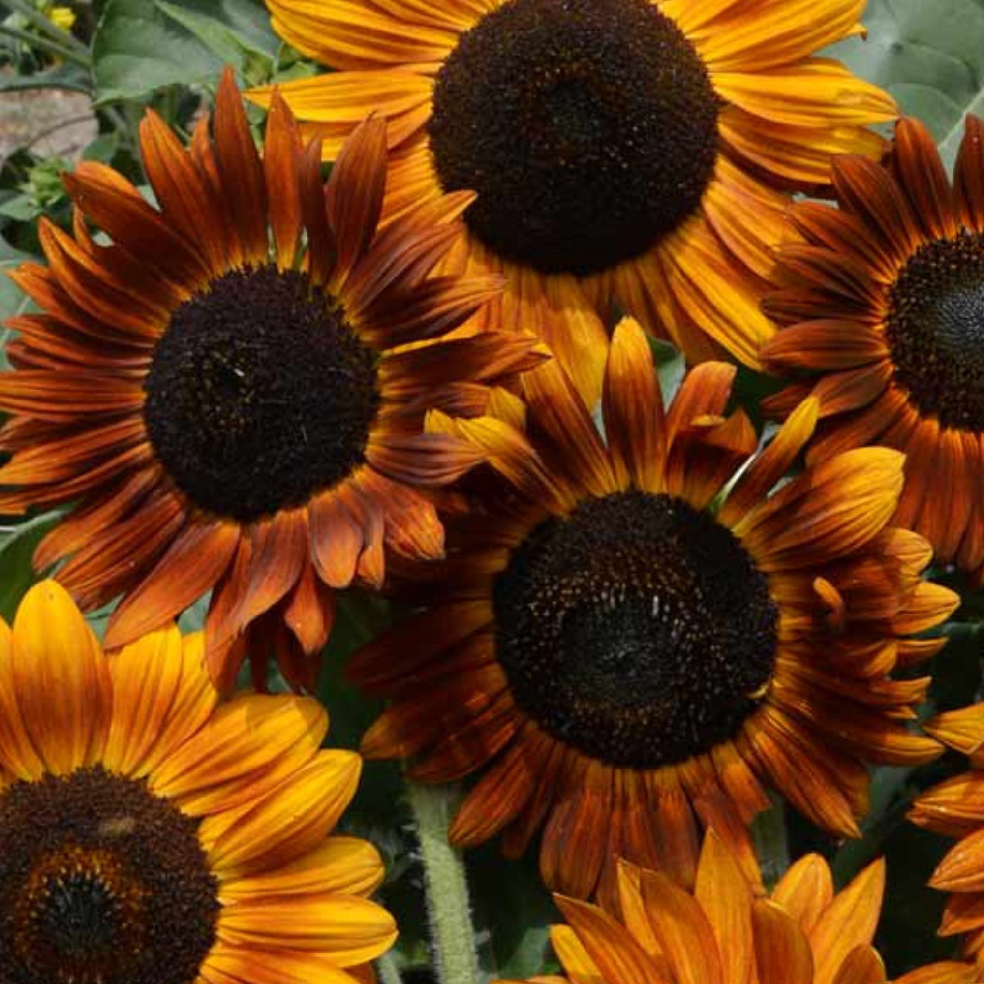 Earthwalker Sunflower Seed 2 Gram ~77 Seeds– Heirloom, Non-GMO – Fall ...