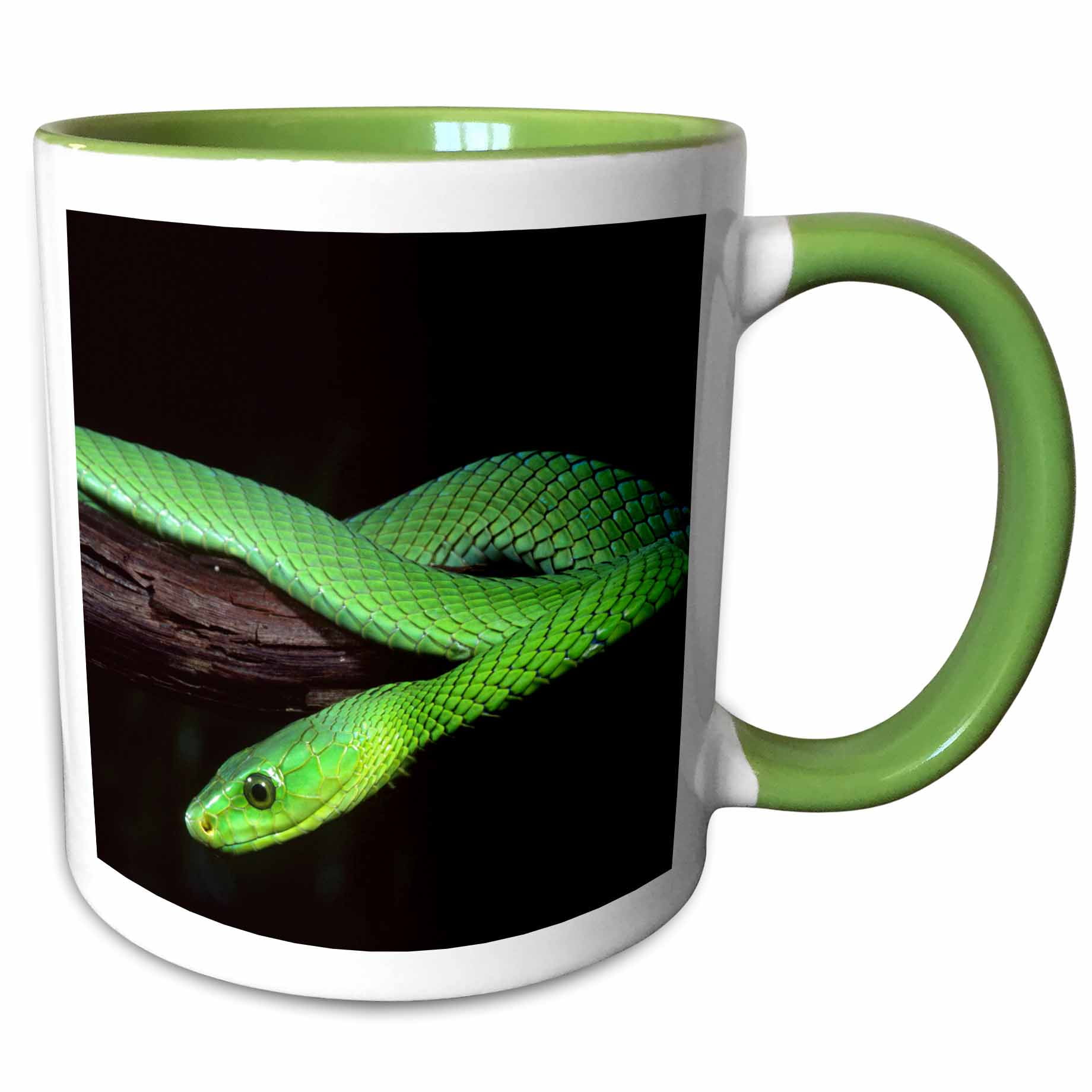 3drose, East African Green Mamba Snake - Na02 Dno0465 - David Northcott ...