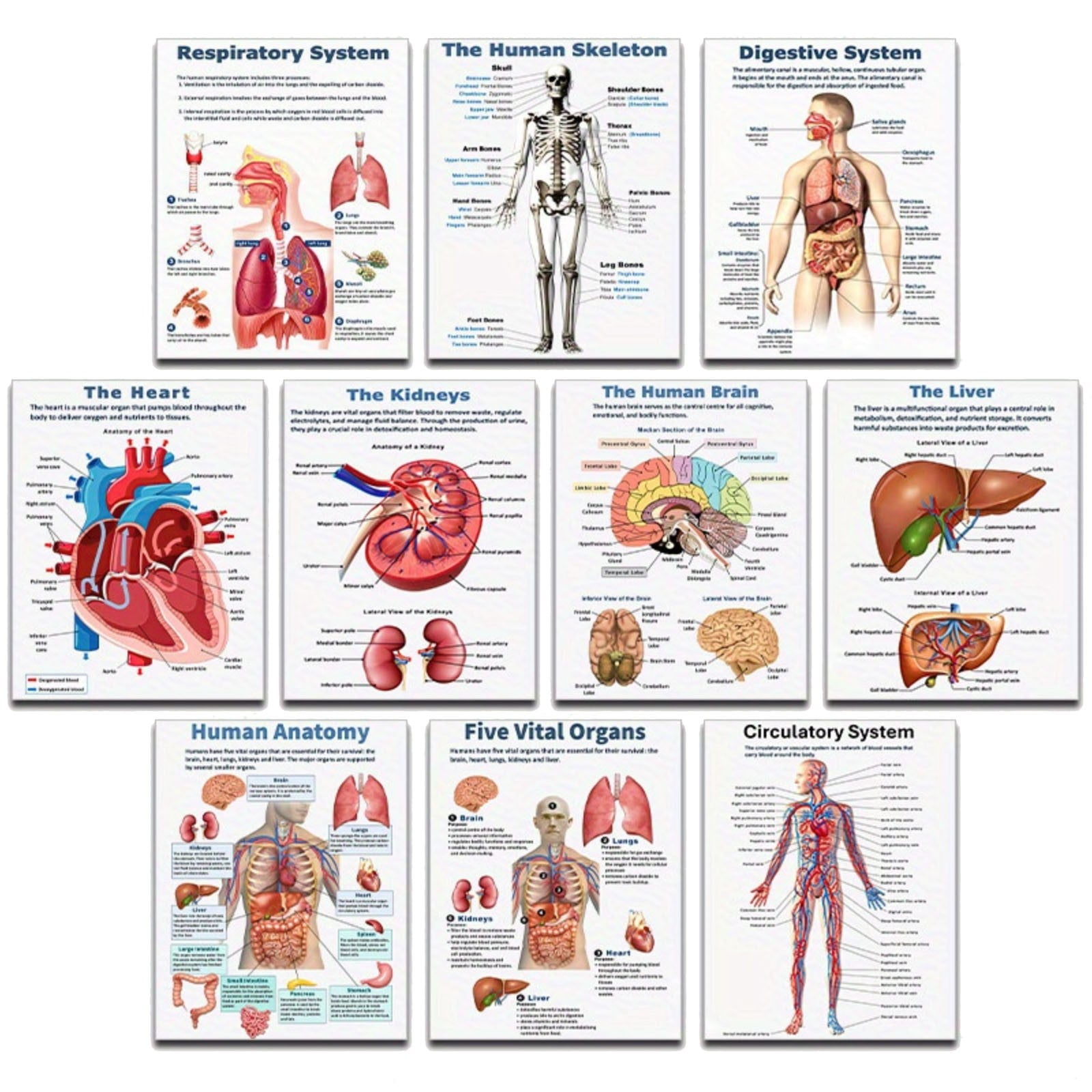 Easter Clearance! 16pcs Human Anatomy Poster Set Human Biology Human ...