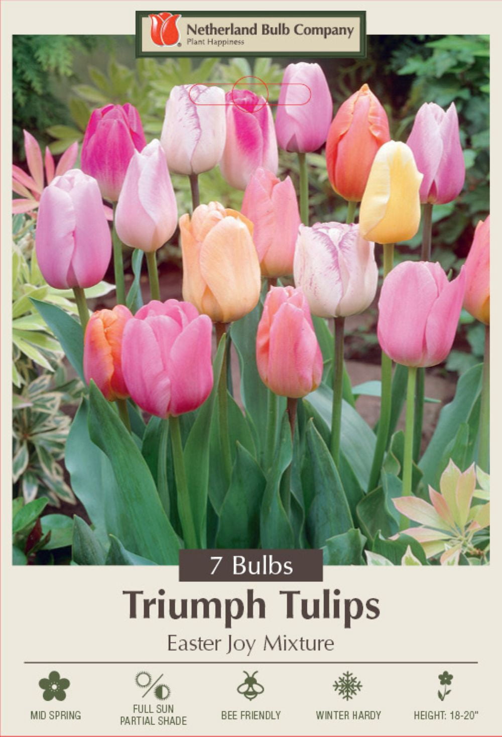 Easter Joy Mix Tulip - 7 Bulbs - 12/+ cm Bulbs - Soft Pastel Hues ...
