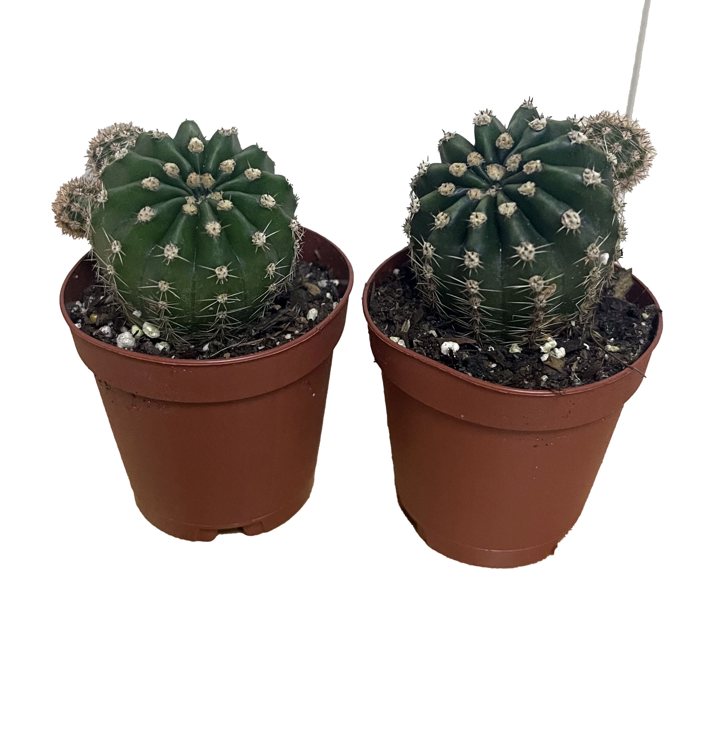 Easter Lily Cactus - Echinopsis Oxygona - 2 Pack in 2" Pots - Walmart.com