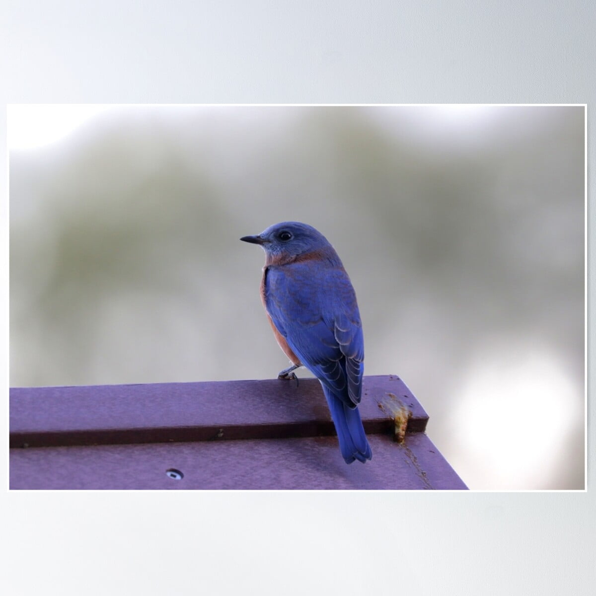 Eastern Blue Bird Poster Wall Art, Modern Wall Decor For Living Room ...