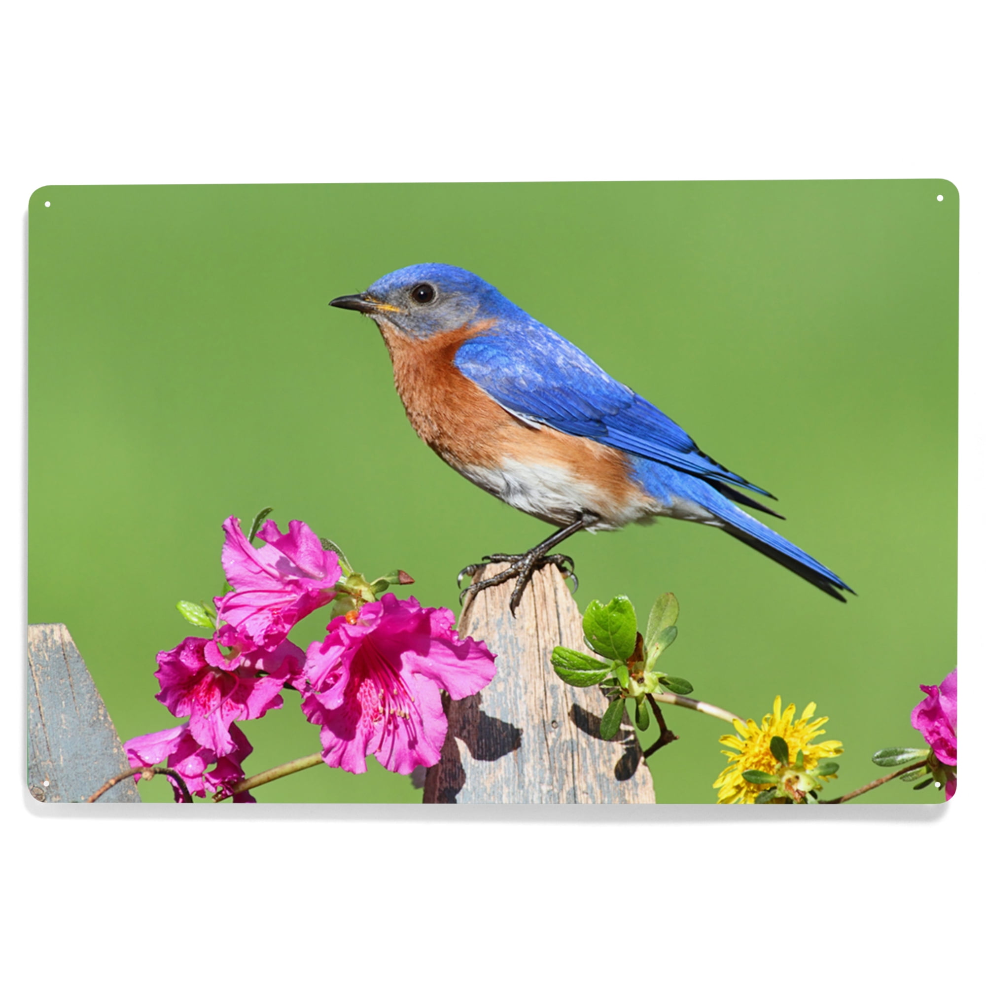 Eastern Bluebird (12x18 Aluminum Art, Indoor Outdoor Metal Sign Decor ...