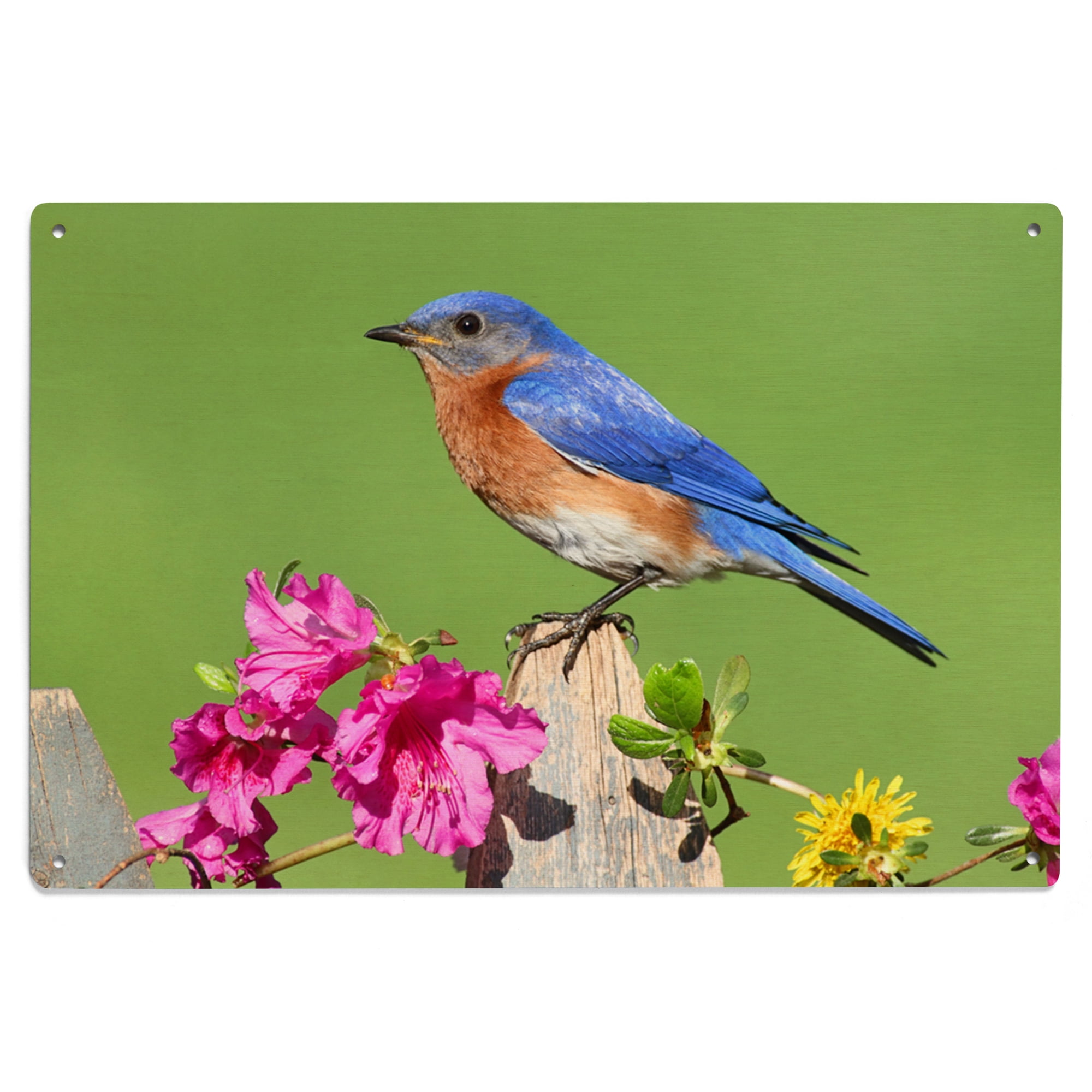 Eastern Bluebird Birch Wood Wall Sign (6x9 Rustic Home Decor, Ready to ...