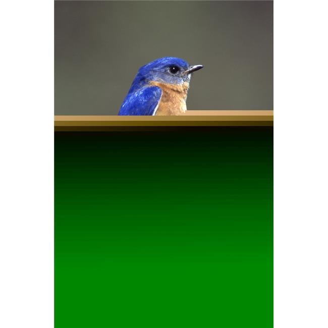 Eastern Bluebird Poster Print - Walmart.com
