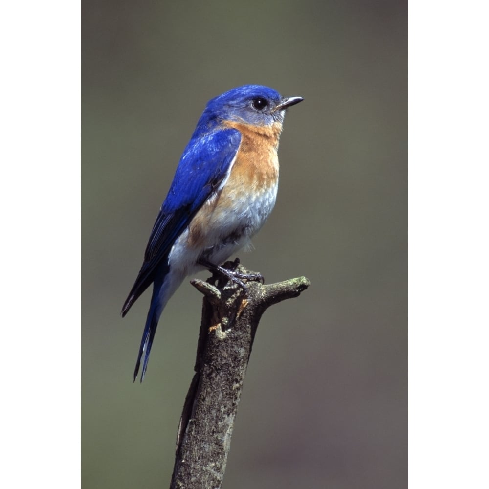 Eastern Bluebird Poster Print - Walmart.com