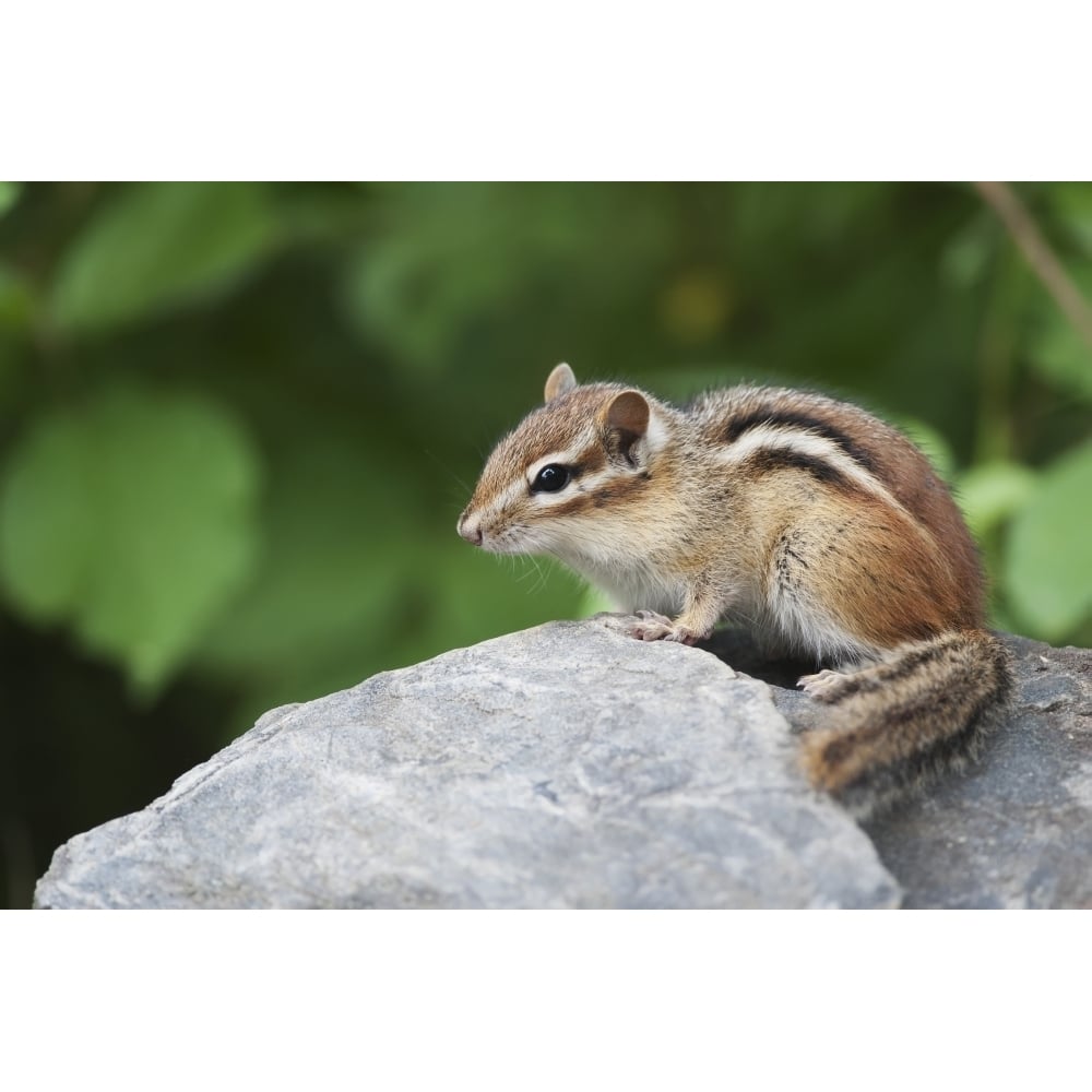 Eastern Chipmunk Sitting On A Rock; Ontario Canada Poster Print ...