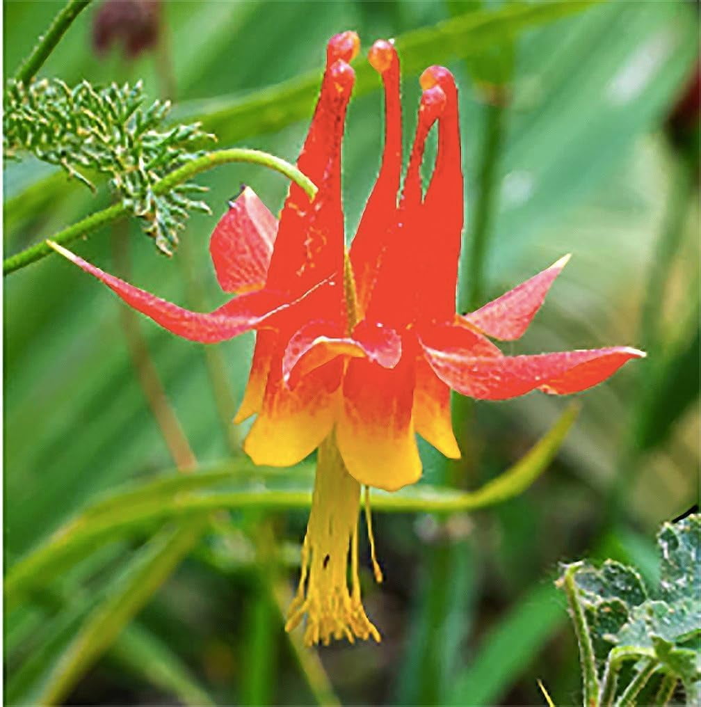Eastern Columbine Flower Seeds Aquilegia Canadensis, Premium Non-GMO ...