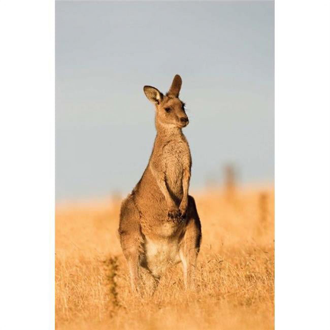 Eastern Grey Kangaroo Portrait During Sunset Poster Print by Martin ...