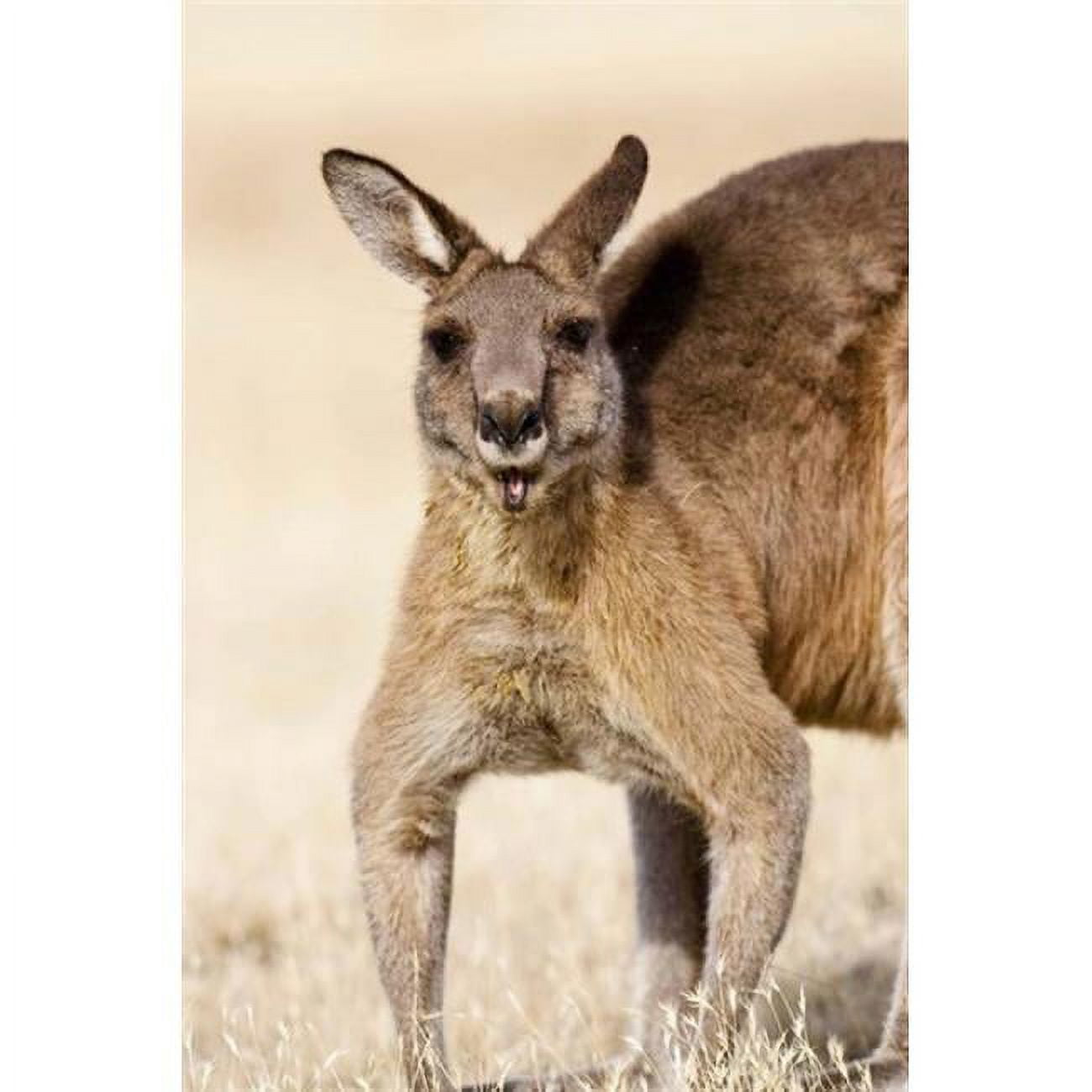 Eastern Grey Kangaroo Portrait Poster Print by Martin Zwick - 12 x 18 ...